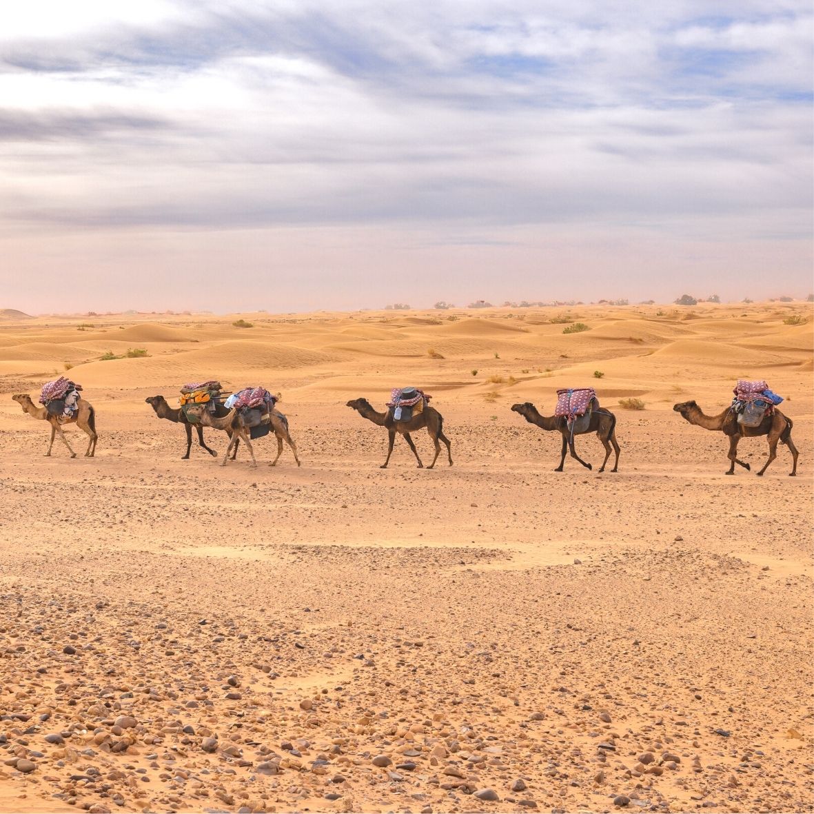 3 Fascinating Camel ride Morocco options - Holiday Morocco Tours